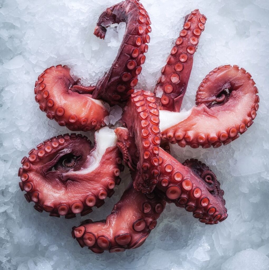 New Concisa: Fabricante y Distribuidor de Pulpo Congelado 🐙